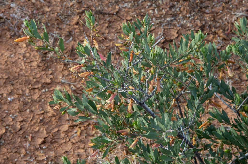 spotted emu bush from Unincorp. Far North, South Australia, Australia ...