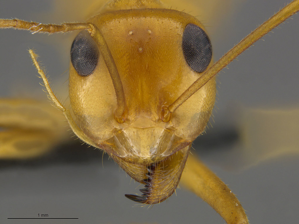Myrmecocystus mexicanus (Common Ants of the Navajo Reservation Field ...