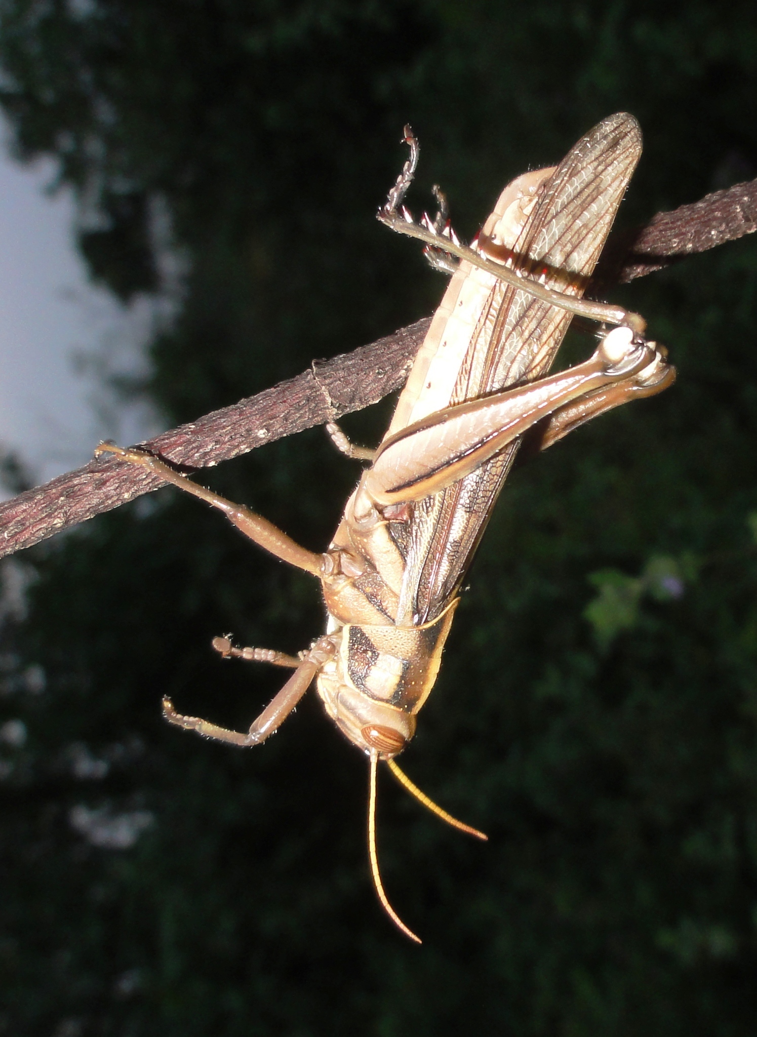 Cyrtacanthacris tatarica tatarica