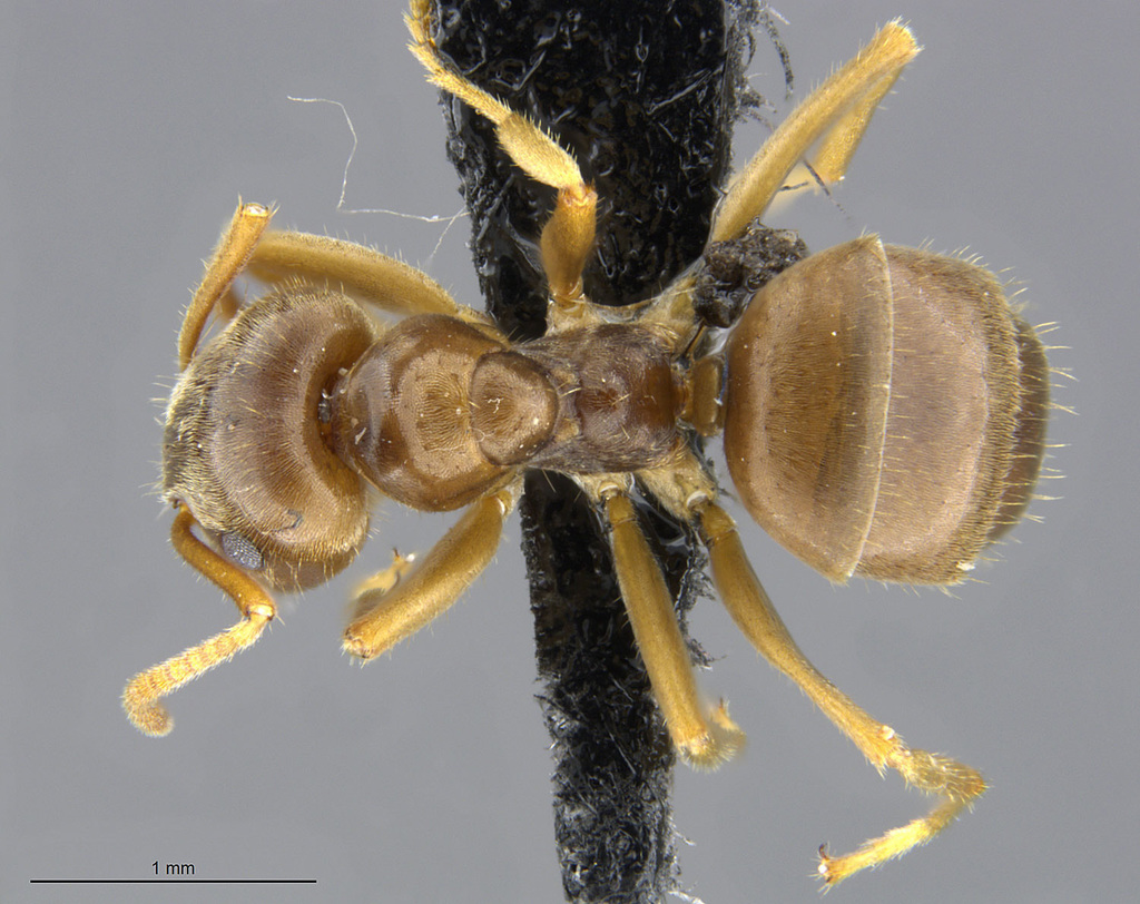 Lasius pallitarsis (Common Ants of the Navajo Reservation Field Guide ...