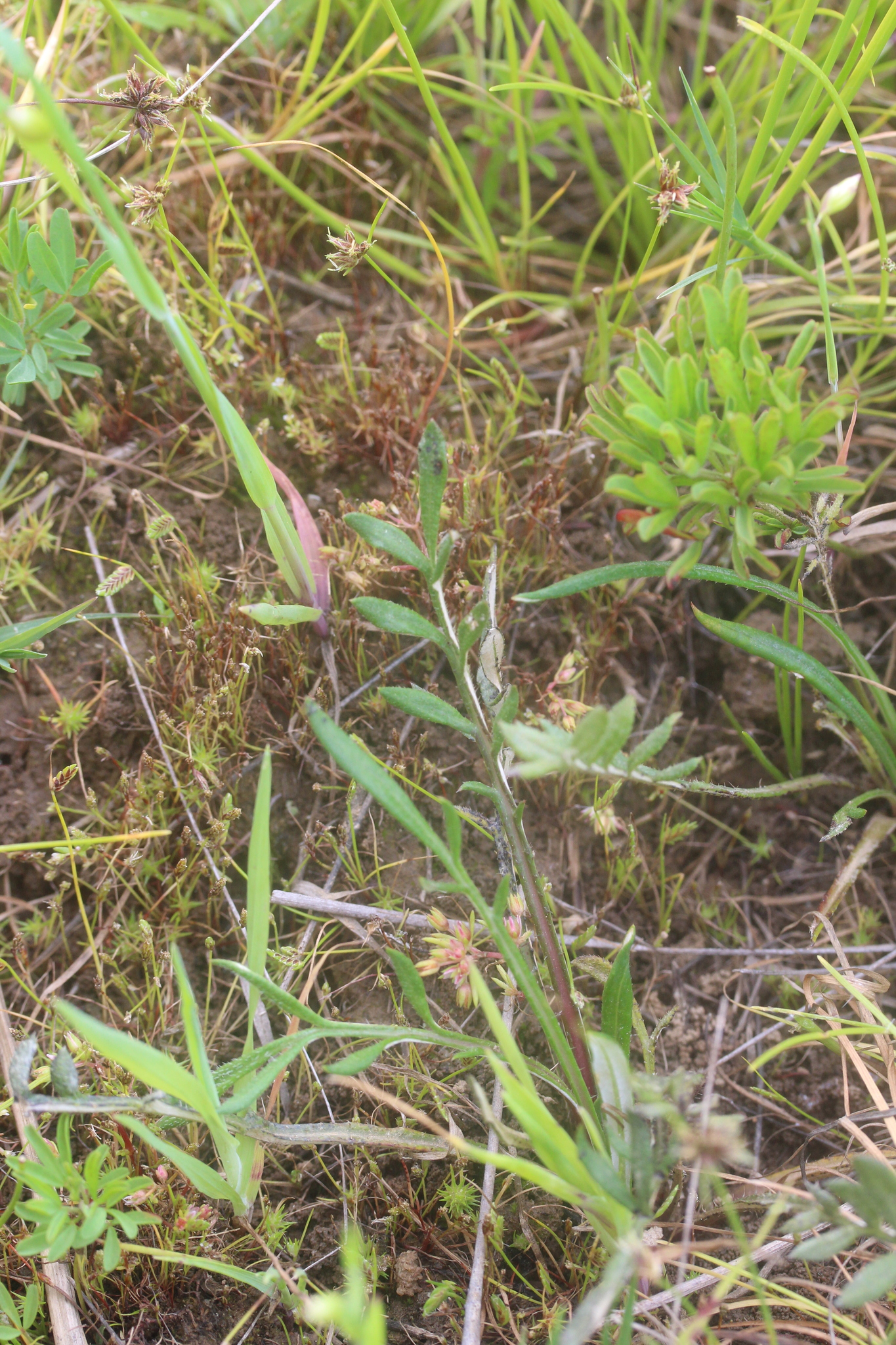 Arctotheca forbesiana (DC.) Lewin