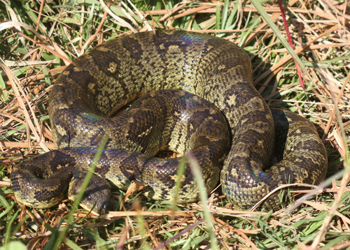 Photo 2388170, no rights reserved, uploaded by Scott Loarie · iNaturalist