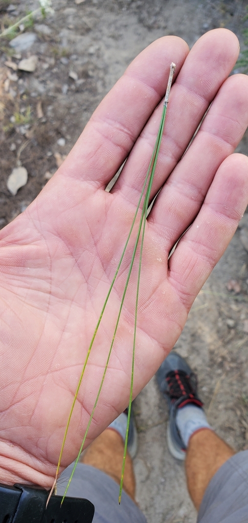 Chir pine (Flora of Chandragiri) · iNaturalist