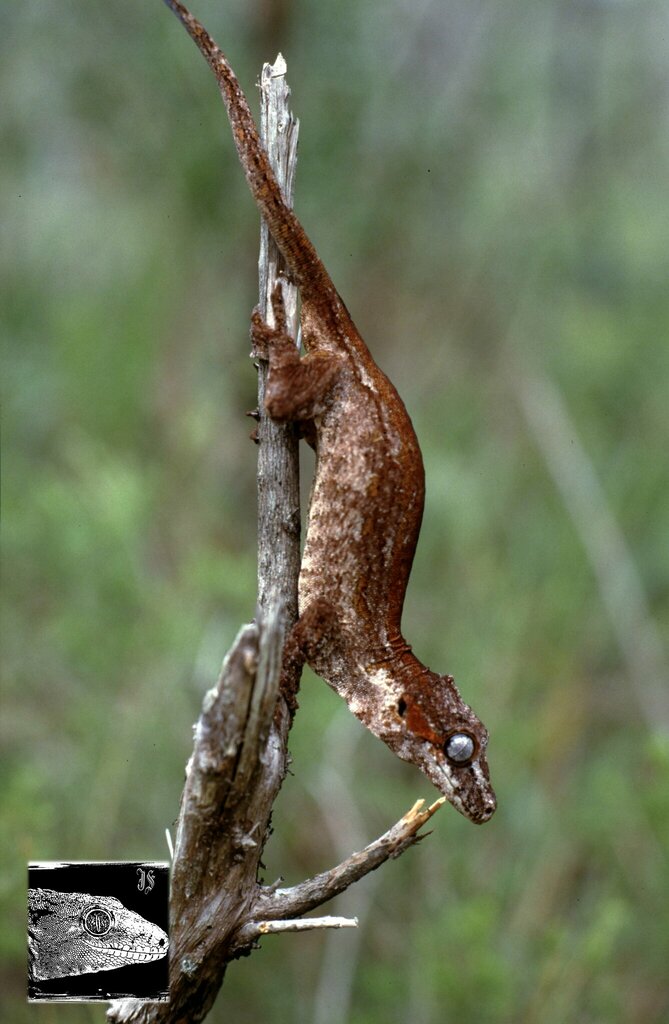 Knob-headed Giant Gecko from Le Mont-Dore, Neukaledonien on October 6 ...