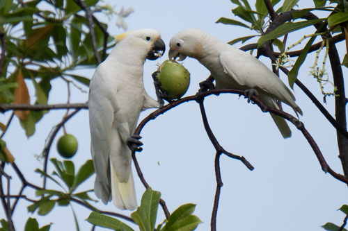 Híbrido Cacatua goffiniana × sulphurea · NaturaLista Colombia