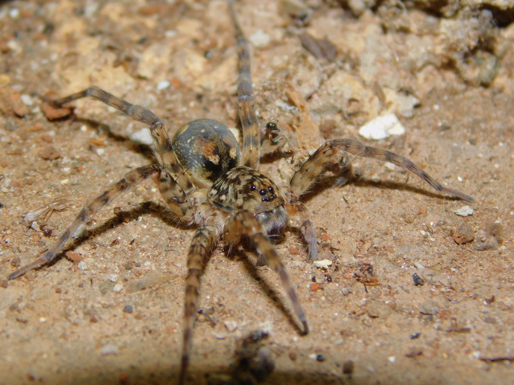Ocyale Burrowing Wolf spider from Buhaguzi, Uganda on October 17, 2022 ...