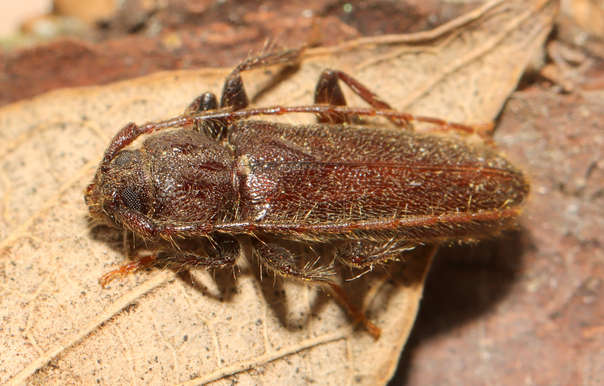 Zamium incultum Pascoe, 1864