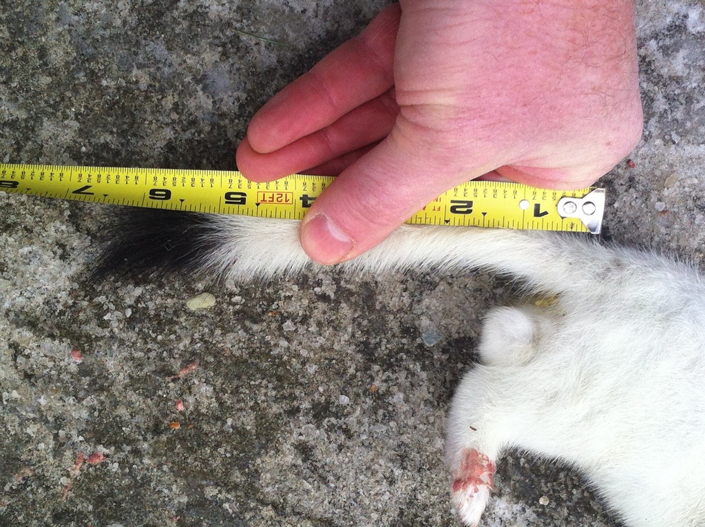 Long-tailed Weasel from 277–1193 Dearing Rd, Bethel, Vermont, US on ...