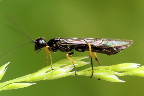 Cephus brachycercus · iNaturalist