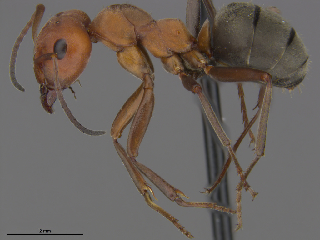 Formica ravida (Common Ants of the Navajo Reservation Field Guide ...