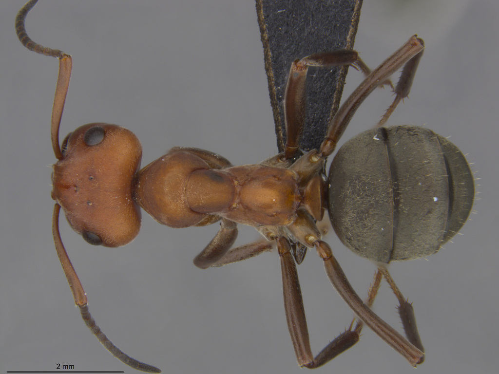 Formica ravida (Common Ants of the Navajo Reservation Field Guide ...