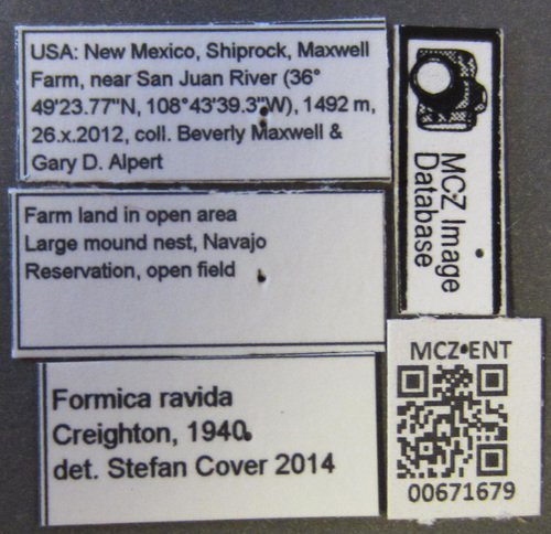 Formica ravida (Common Ants of the Navajo Reservation Field Guide ...