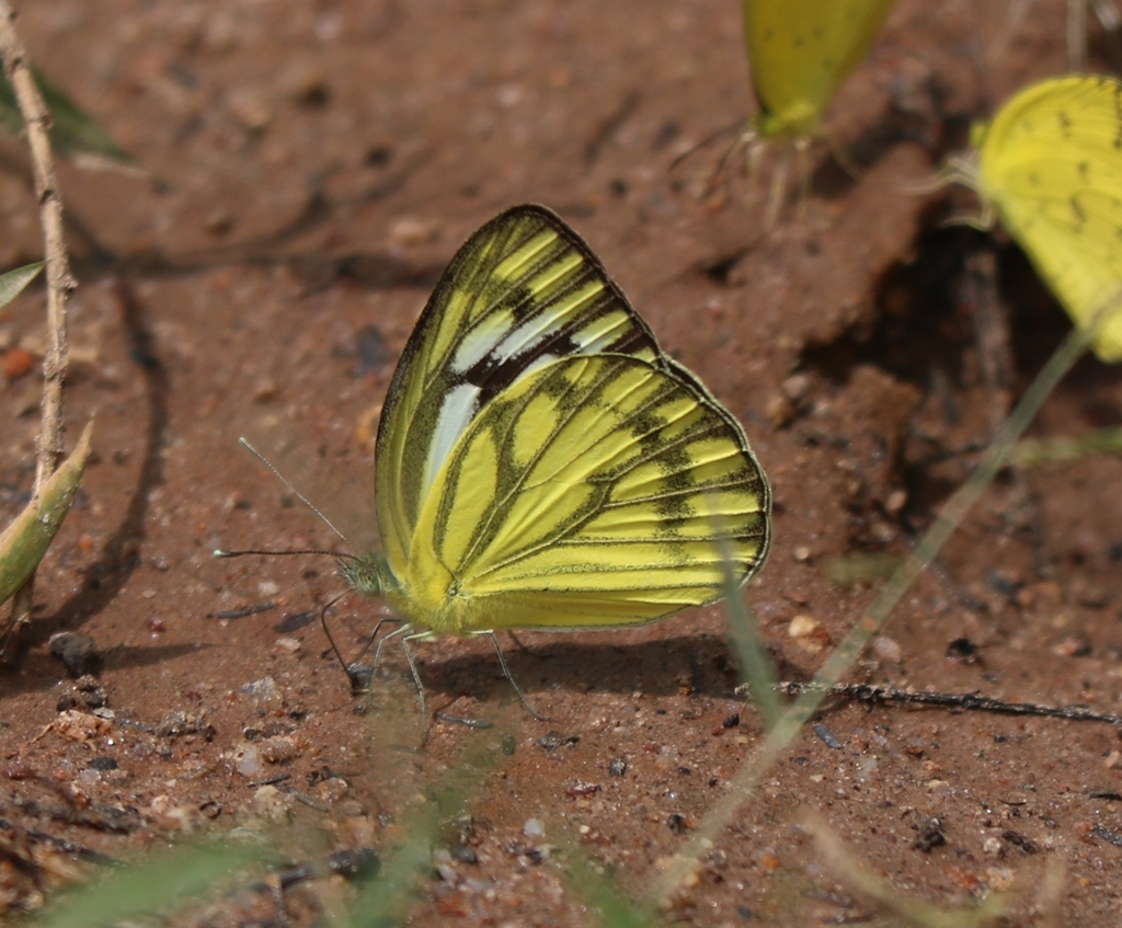 Common Gull (Field guide of Ovalekar Wadi Butterfly Garden ) · iNaturalist
