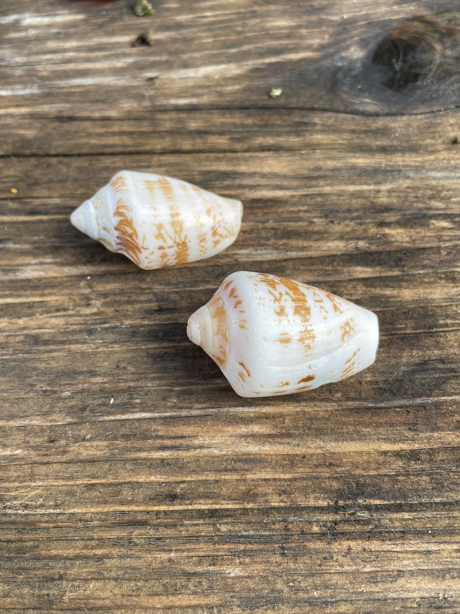 Conomurex persicus (Swainson, 1821)