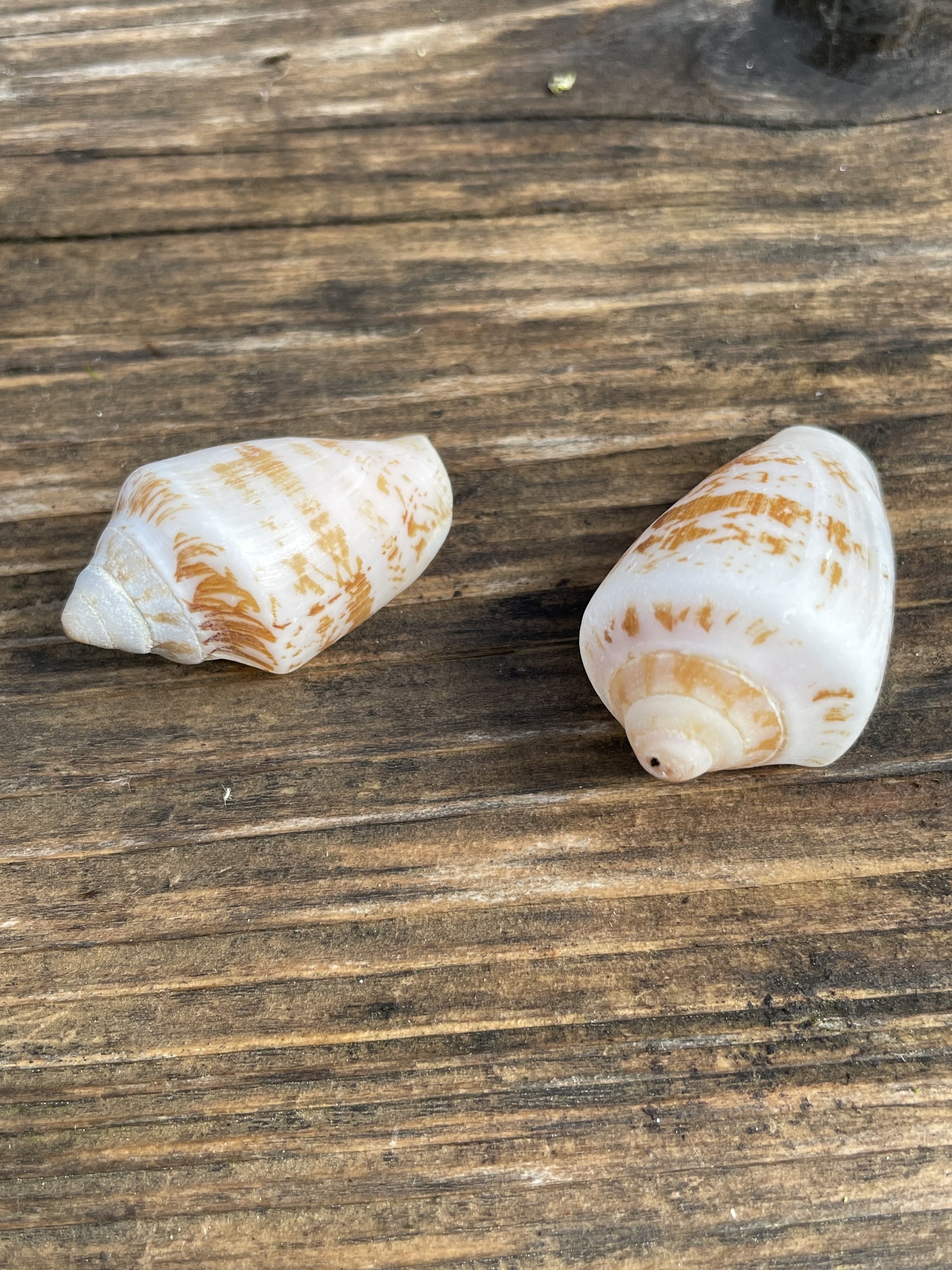 Conomurex persicus (Swainson, 1821)