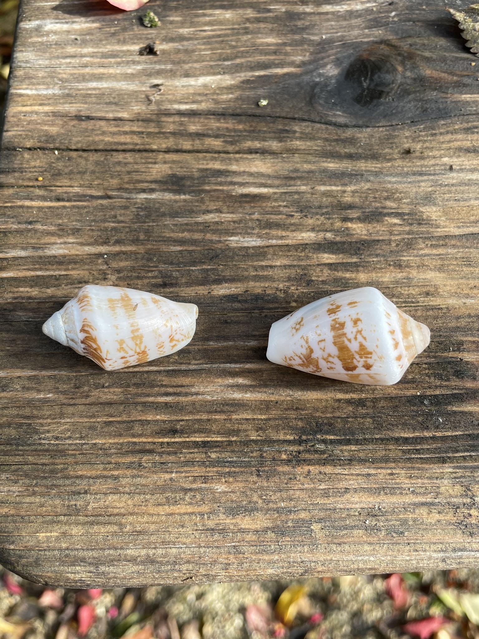 Conomurex persicus (Swainson, 1821)