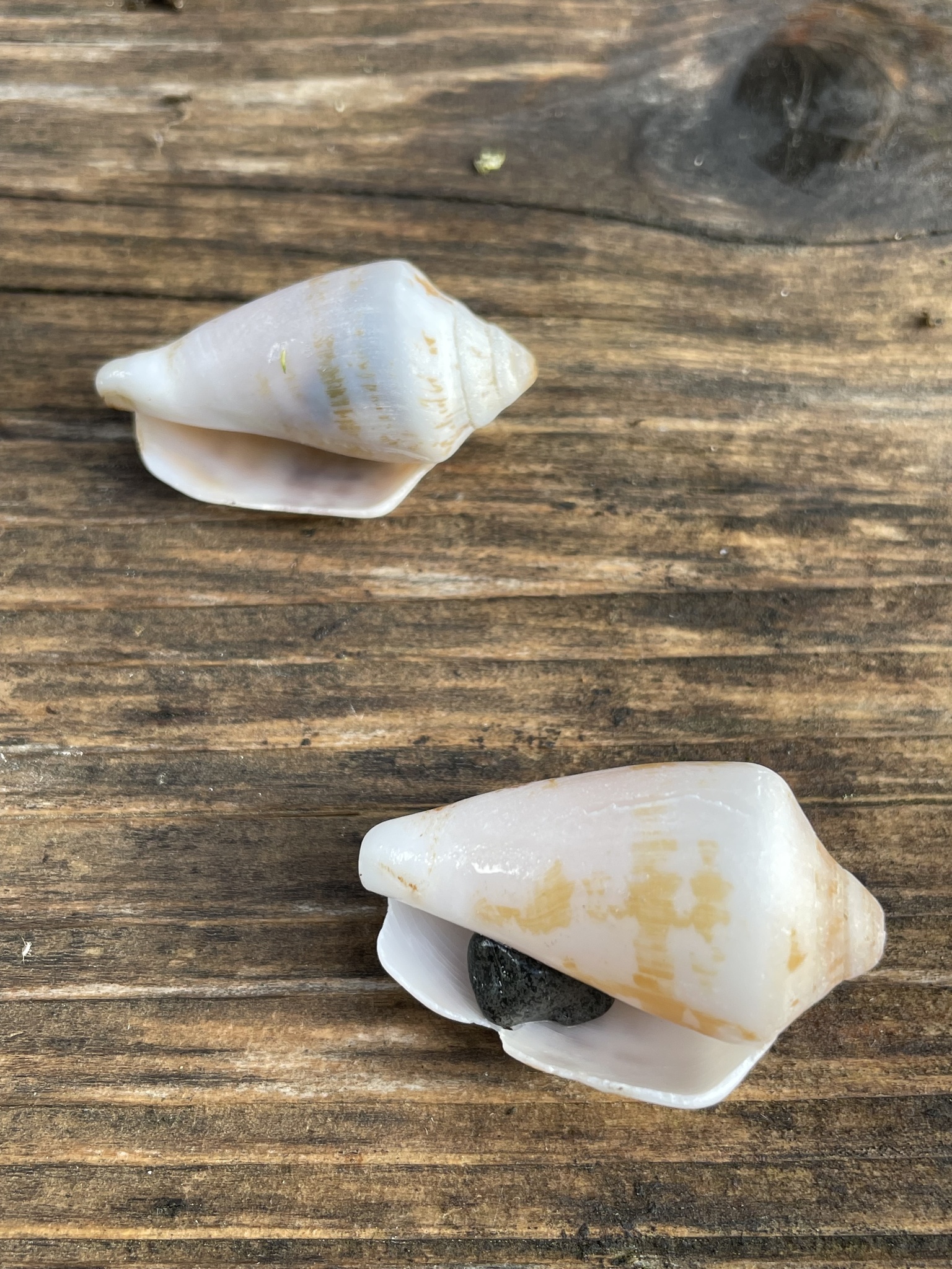 Conomurex persicus (Swainson, 1821)