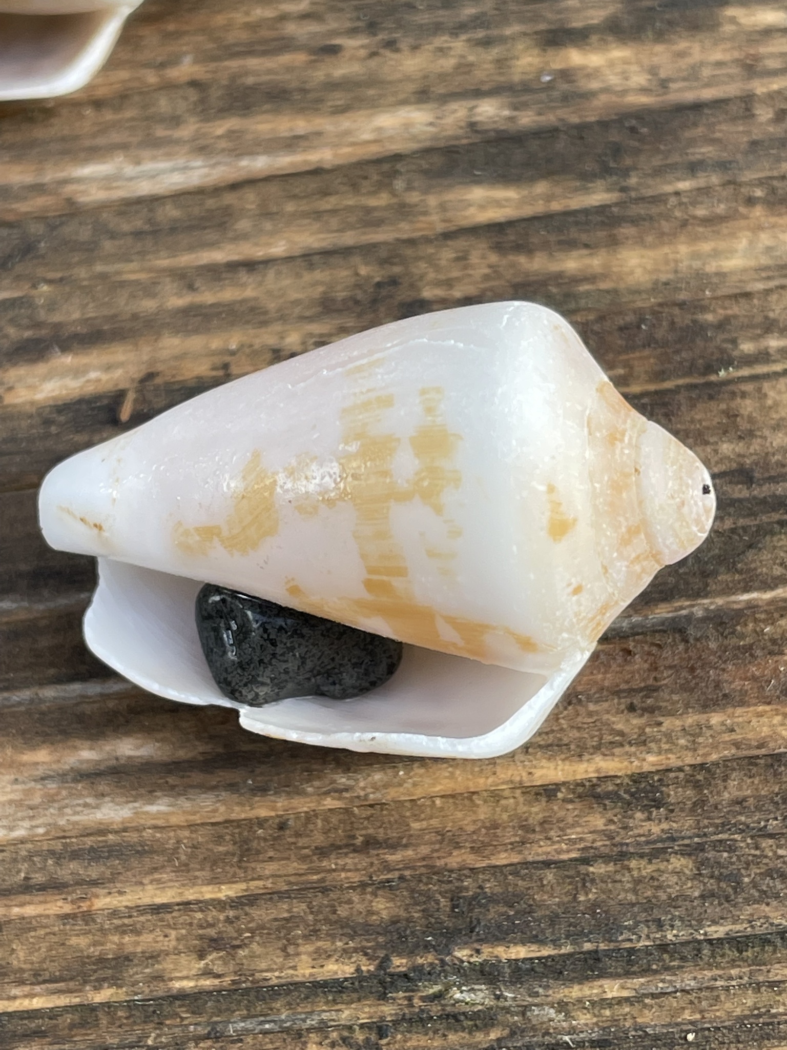 Conomurex persicus (Swainson, 1821)