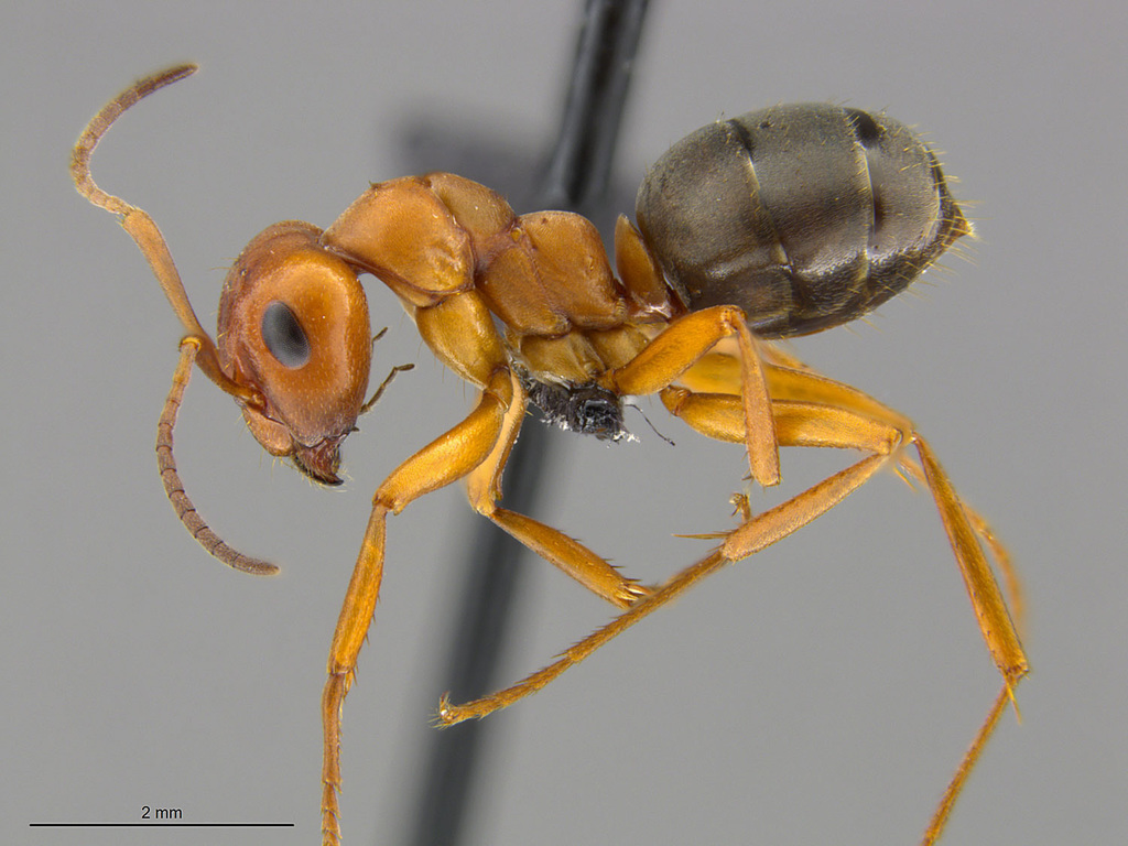 Formica aserva (Common Ants of the Navajo Reservation Field Guide ...