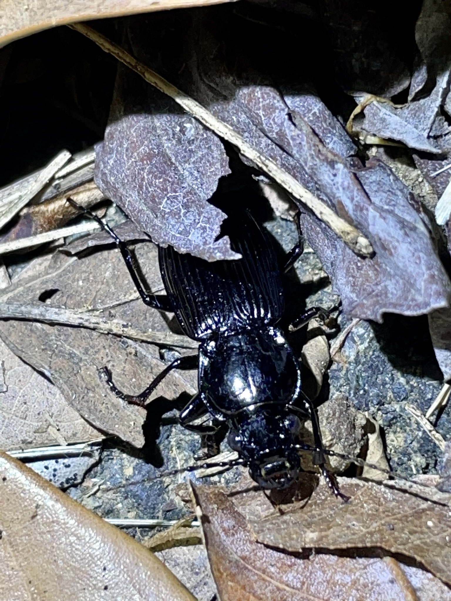 Lesticus magnus (Motschulsky, 1861)