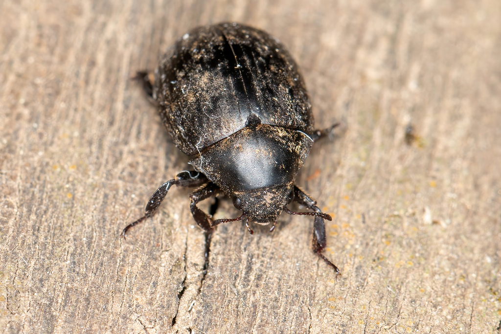 Common Pill-beetle from Хомутовка, Свердловская обл., Россия, 623103 on ...