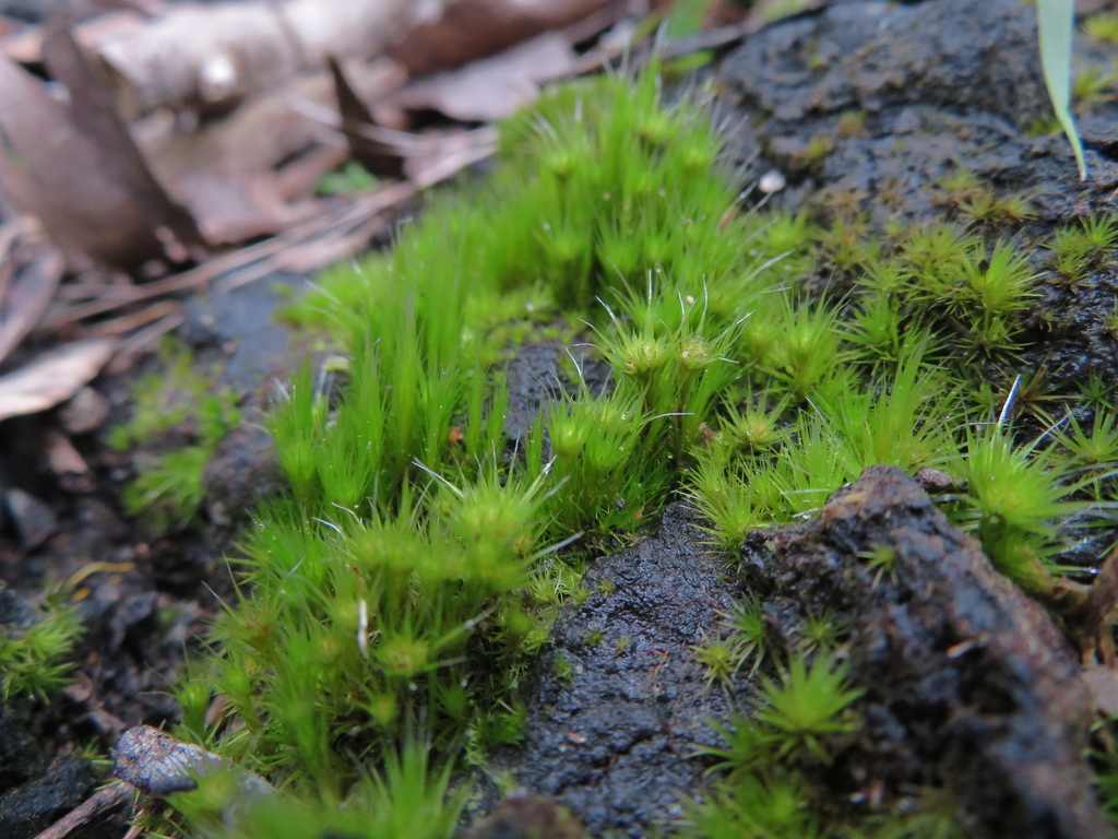 Campylopus clavatus from Kyeema Conservation Park, Woodgate Hill Road ...