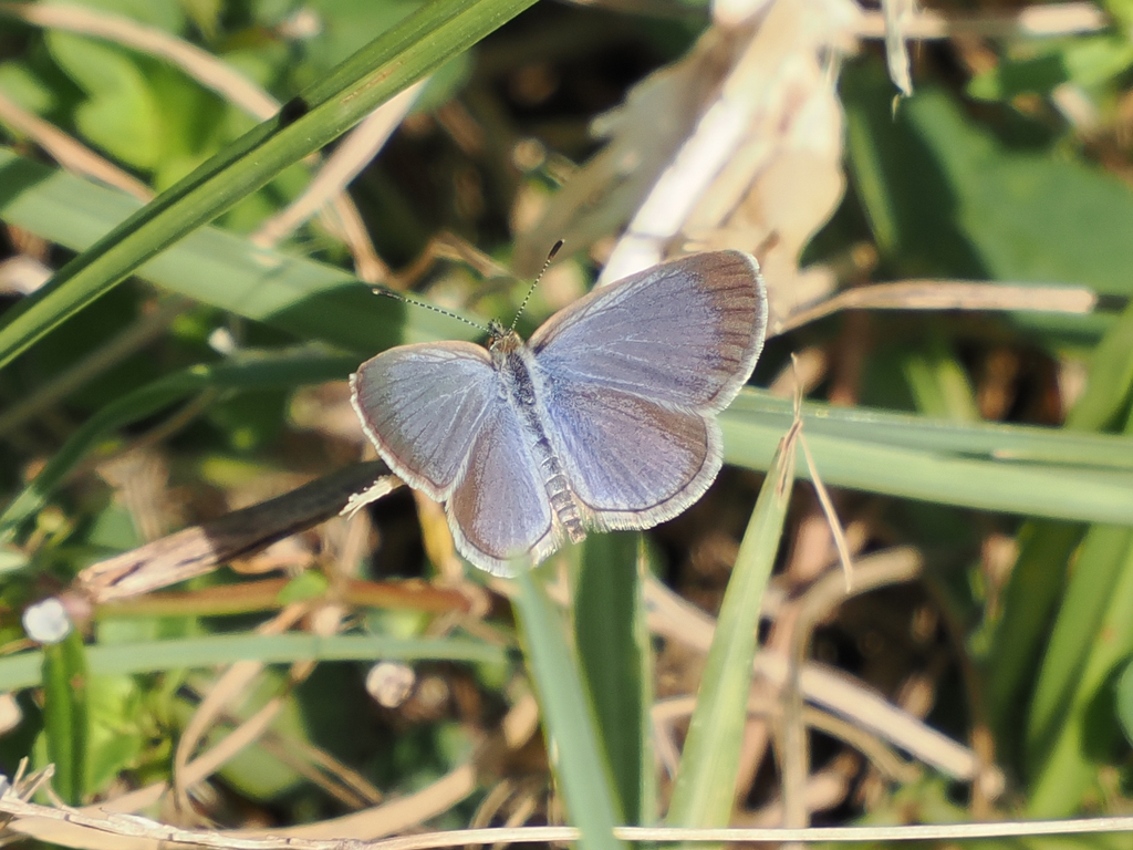 Lesser Grass Blue from 100 Cyberport Rd, Telegraph Bay, Hong Kong on ...