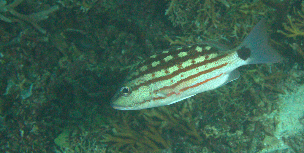 Lutjanus decussatus (Cuvier, 1828)