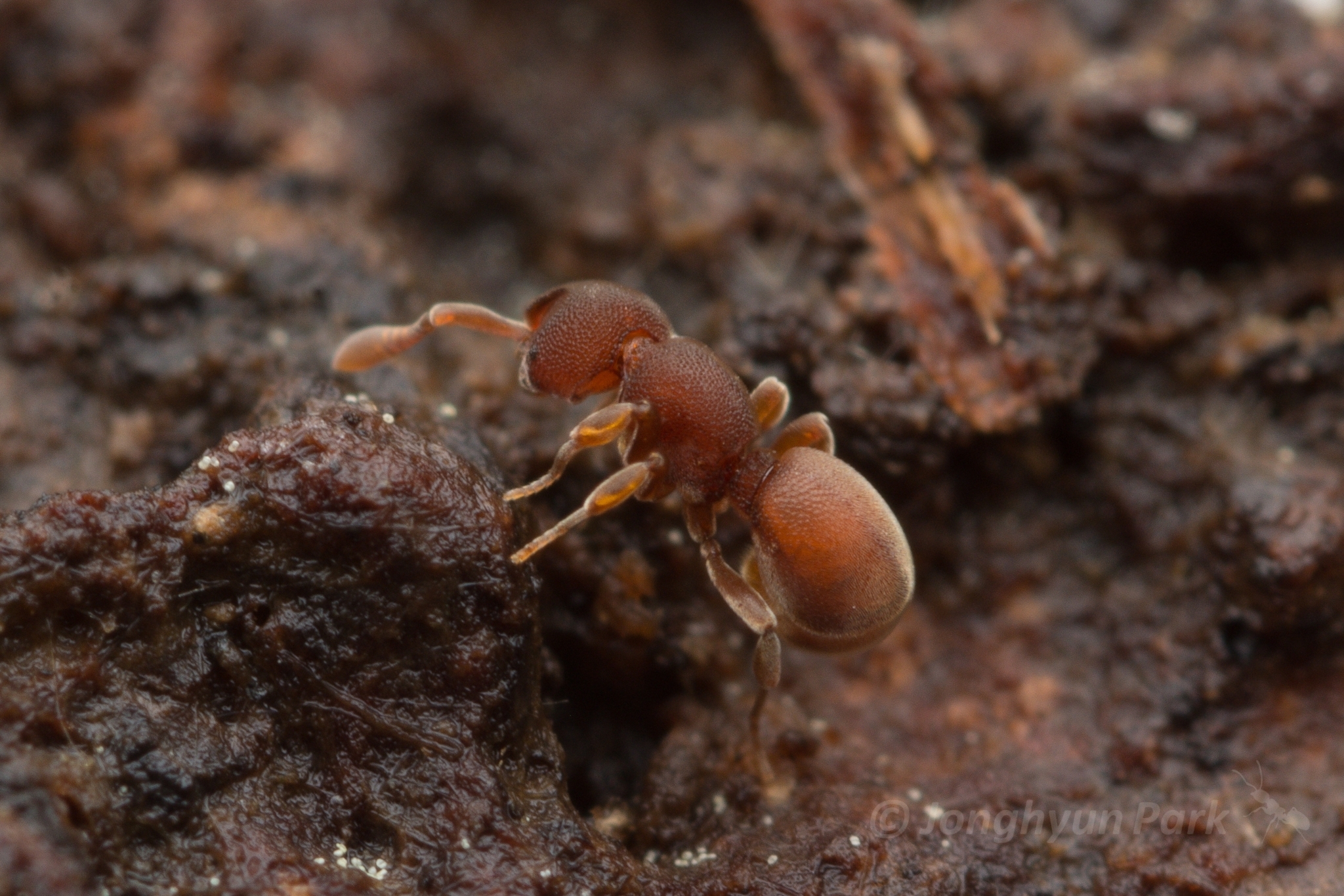 Discothyrea Roger, 1863