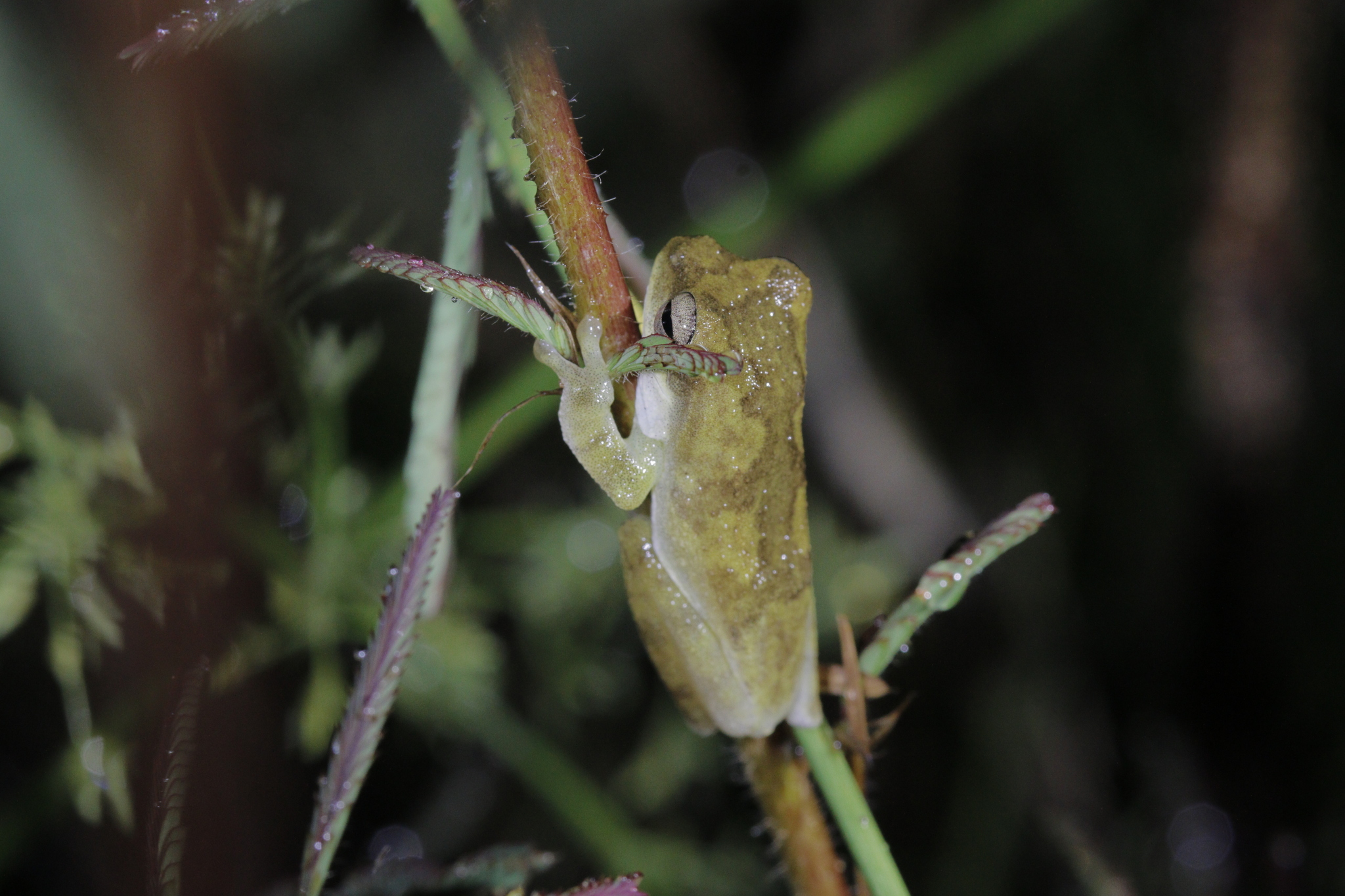 Chiromantis nongkhorensis (Cochran, 1927)