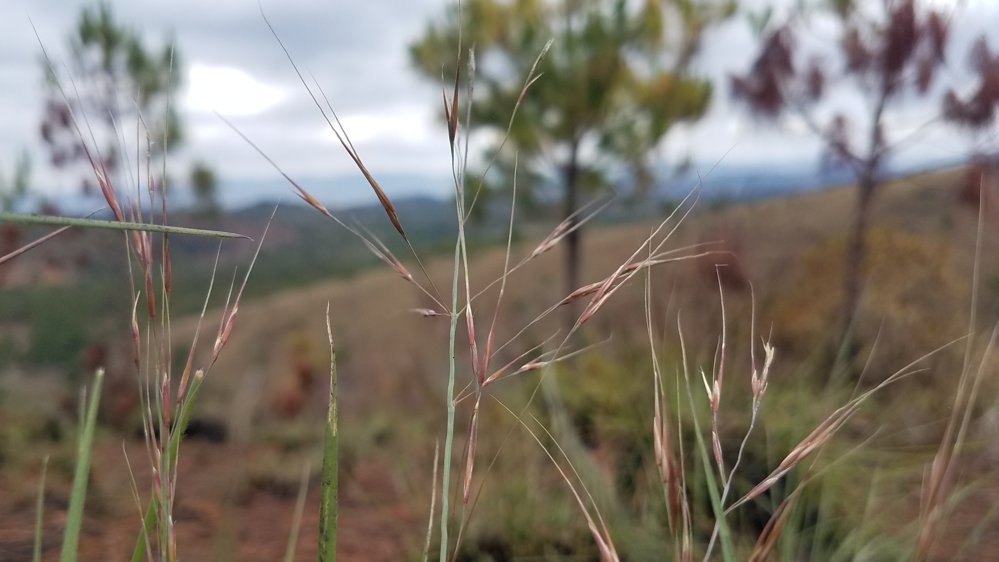 Loudetia simplex (Nees) C.E.Hubb.