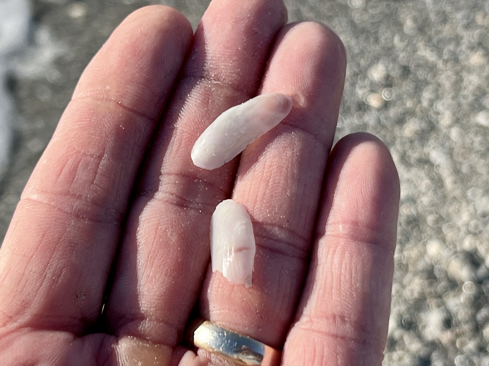 Tagelus divisus (Spengler, 1794)