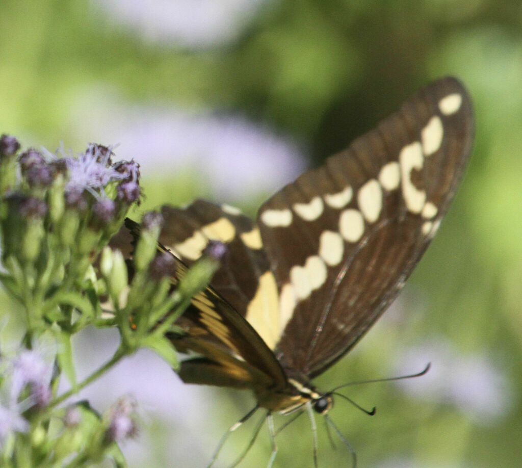 Western Giant Swallowtail from 1000 New Carmen Ave, Brownsville, TX ...