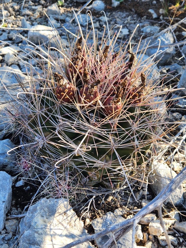 Hamatocactus hamatacanthus hamatacanthus from Edwards County, US-TX, US ...