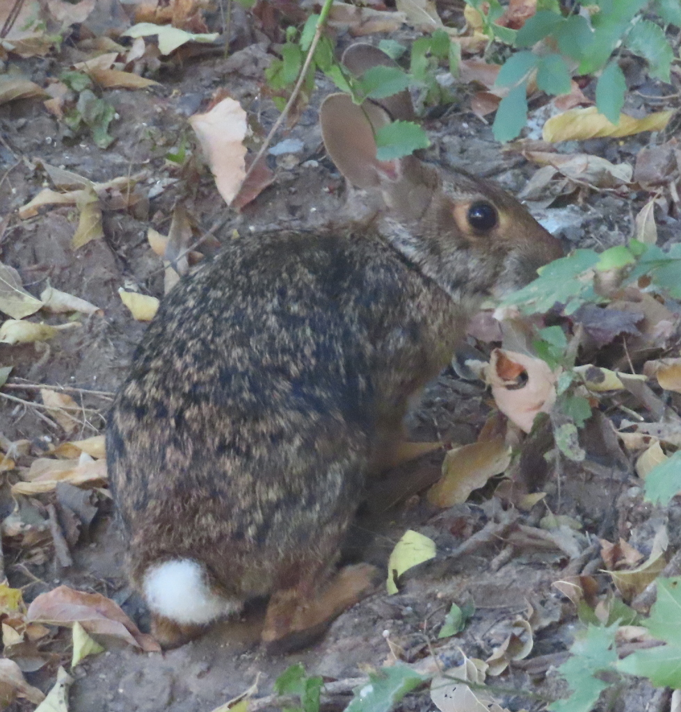 Swamp Rabbit from Montrose, Houston, TX, USA on October 22, 2022 at 07: ...