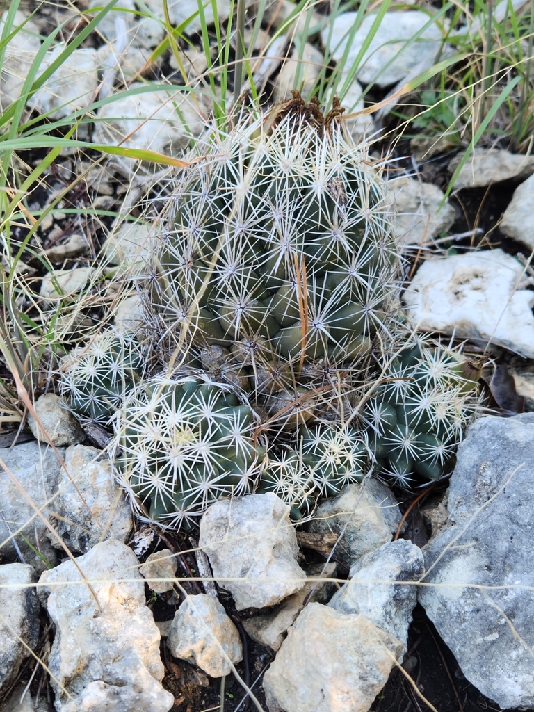 Grooved nipple cactus from Edwards County, US-TX, US on October 22 ...