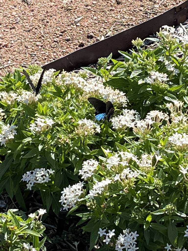 Pipevine Swallowtail from Matthews St, Glen Rose, TX, US on October 22 ...