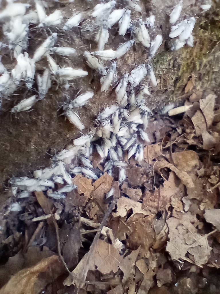 Winged and Once-winged Insects from Sourland Mountain Preserve on ...