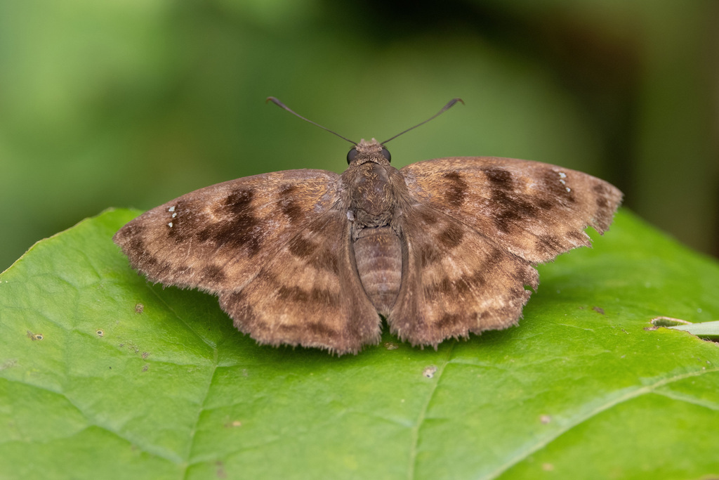 Purplish-black Skipper from Kourou 97310, Guyane française on July 6 ...