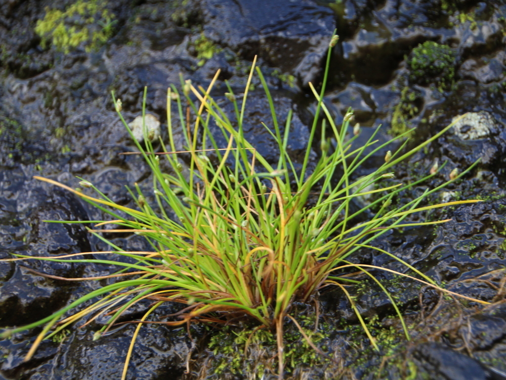 Isolepis (Cyperaceae (Sedge) of the Pacific Northwest) · iNaturalist