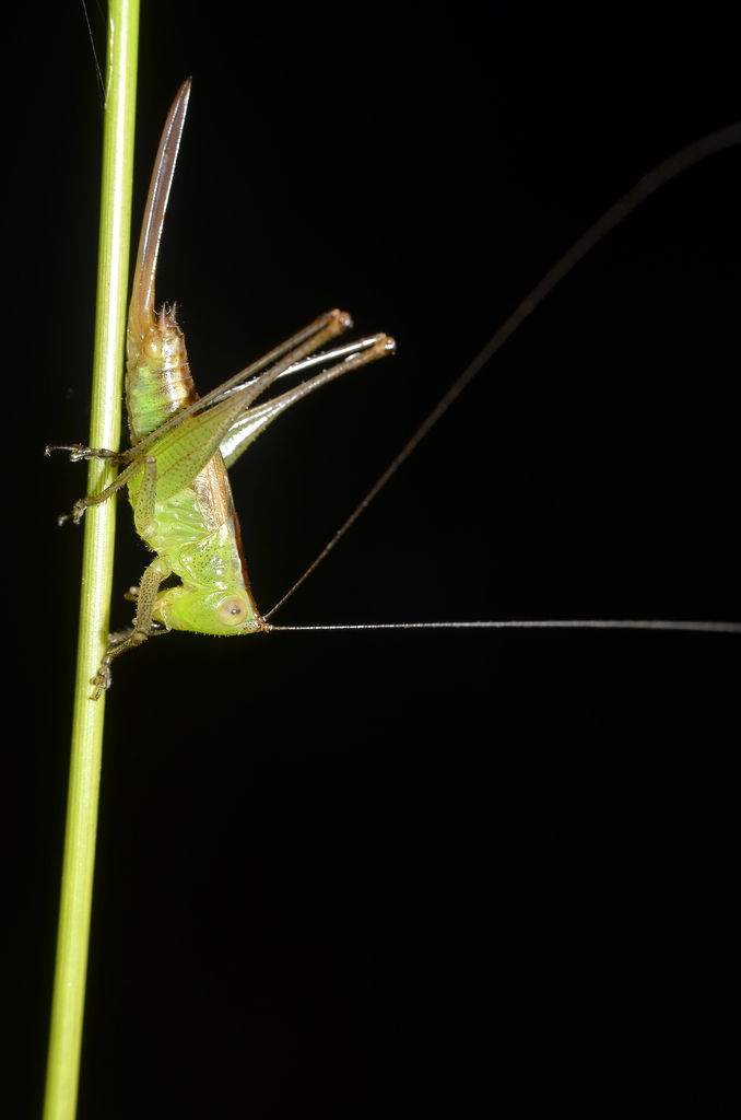 Lesser Meadow Katydids from Conceição dos Ouros - MG, Brasil on March ...