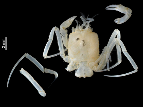 Genus Cymonomus · iNaturalist