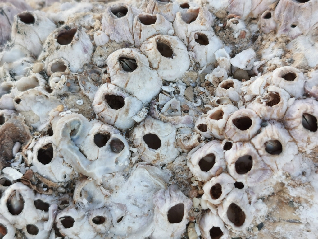 Volcano Barnacle (Intertidal species of NE Atlantic) · iNaturalist