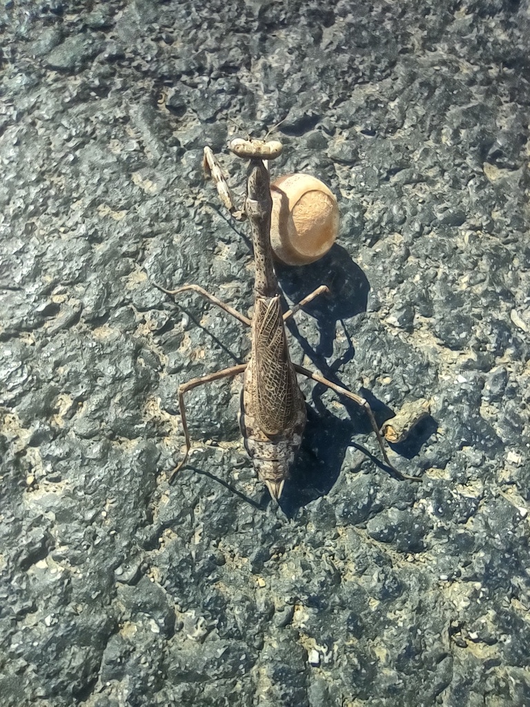 European Mantis from Delaware, OH 43015, USA on October 22, 2022 at 02: ...