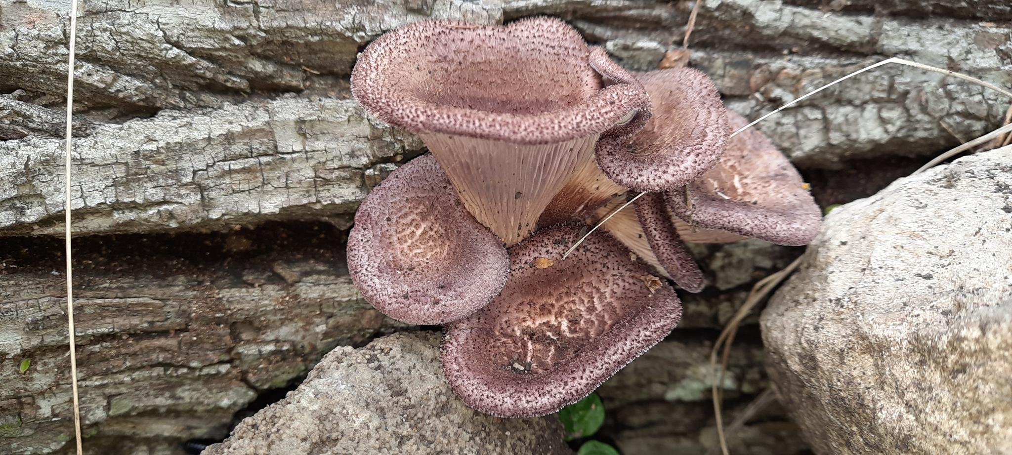 Panus strigellus (Berk.) Overh.