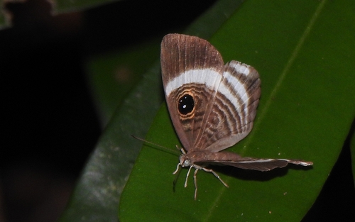 Mesosemia magete · NaturaLista Colombia