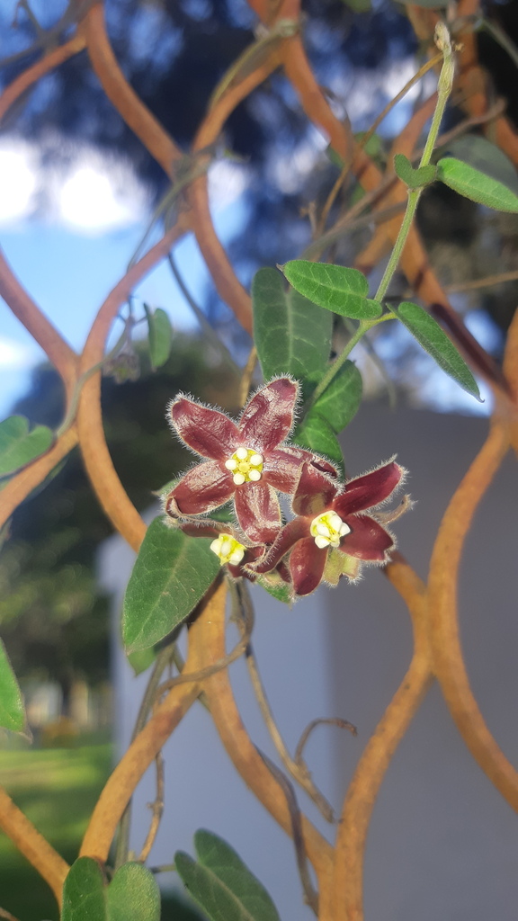 Funastrum elegans from Cnel. Miguel Auza, 72570 Puebla, Pue., México on ...