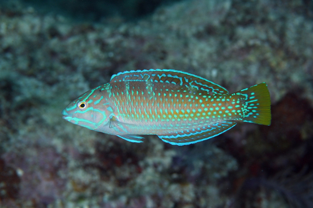 Puddingwife Wrasse (Wildlife of the United States - Fish Pt.3 ...