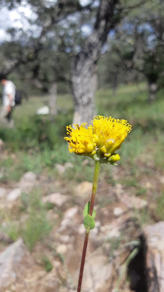 crownbeards from Súchil, Durango, Mexico on October 06, 2022 at 12:27 ...