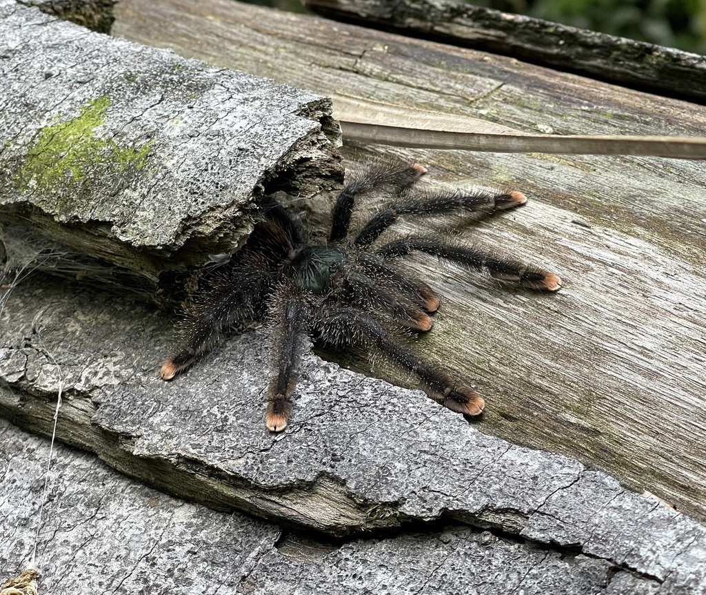Pinktoe Tarantula from Central Suriname Nature Reserve, Boven Coppename ...